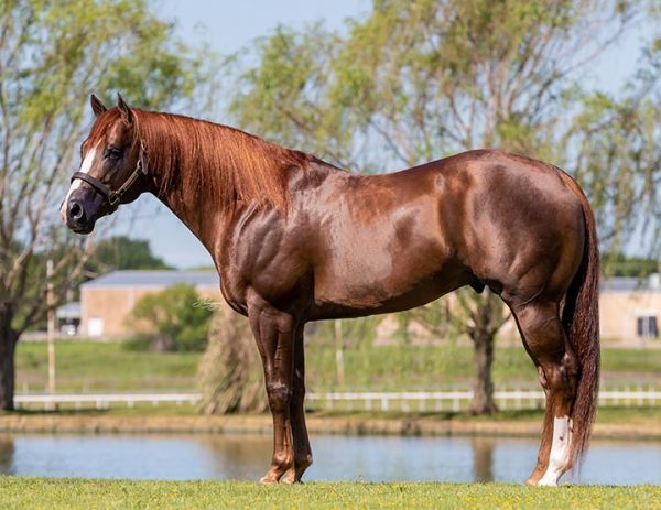 Highpoint Performance Stallions - High Point Performance