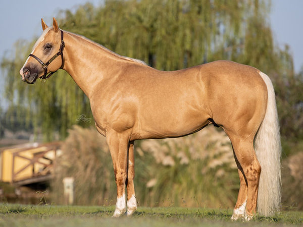 Highpoint Performance Stallions - High Point Performance