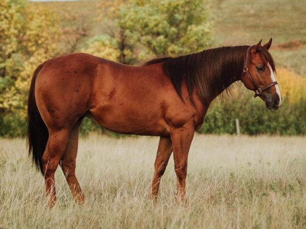 Highpoint Performance Stallions - High Point Performance