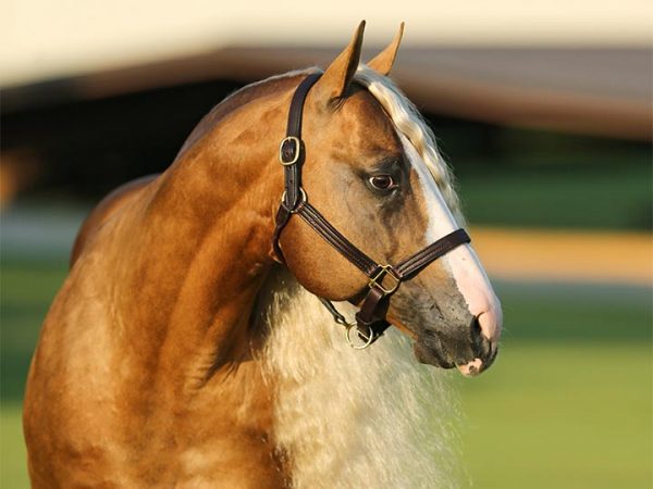 Highpoint Performance Stallions - High Point Performance