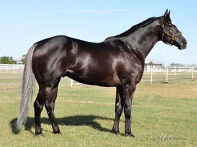 Highpoint Performance Stallions - High Point Performance