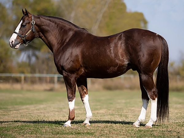 Highpoint Performance Stallions - High Point Performance