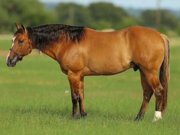 Highpoint Performance Stallions - High Point Performance