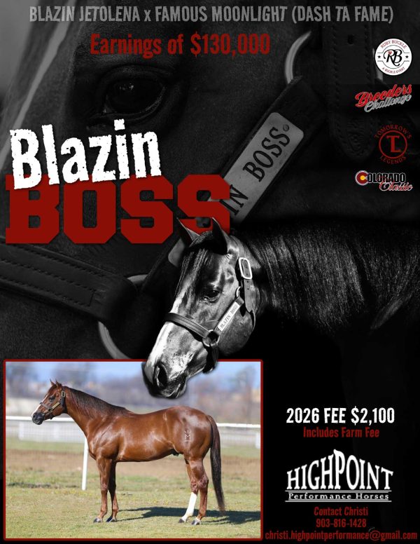 Blazin Boss - 2013 Bay Stallion - standing at High Point Performance