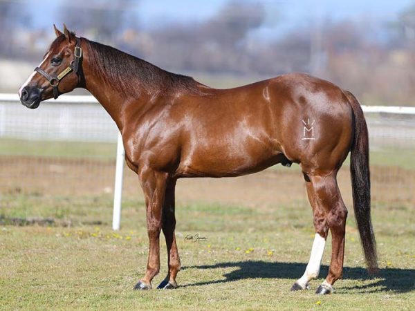 Highpoint Performance Stallions - High Point Performance