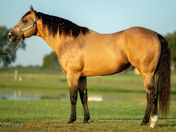 Highpoint Performance Stallions - High Point Performance