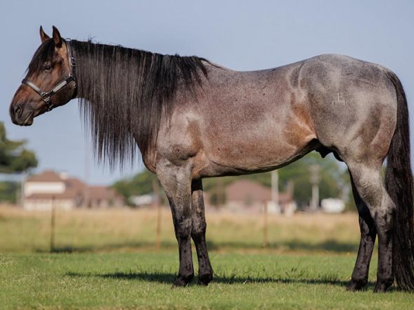 Highpoint Performance Stallions - High Point Performance