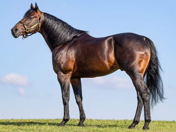 Highpoint Performance Stallions - High Point Performance