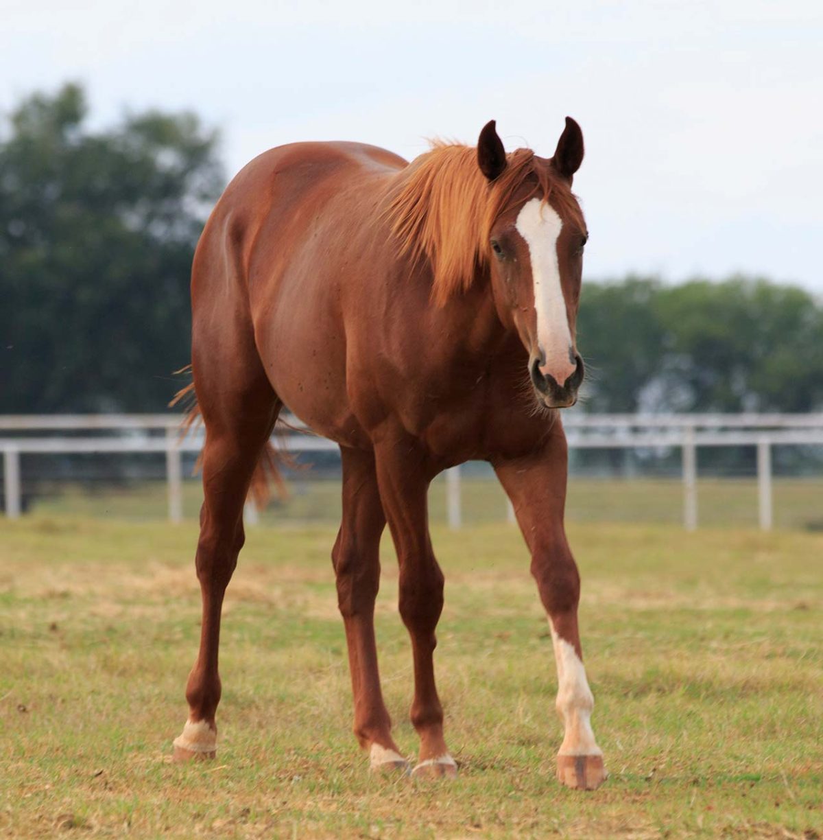 The Red Dasher - 2010 AQHA Stallion - standing at High Point Performance