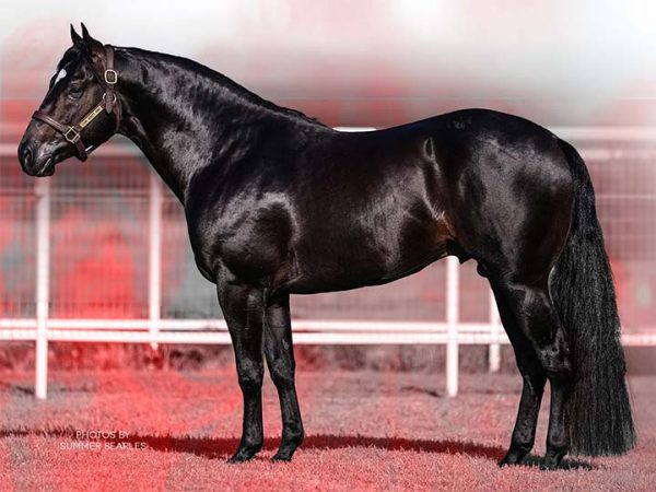 Highpoint Performance Stallions - High Point Performance