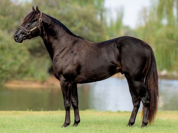 Highpoint Performance Stallions - High Point Performance