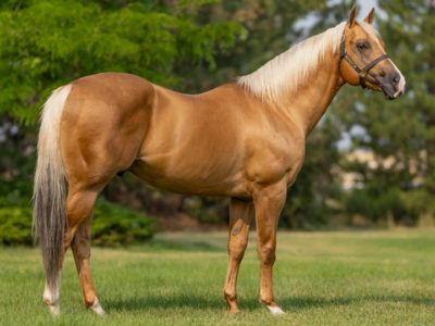 Highpoint Performance Stallions - High Point Performance