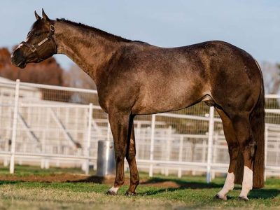 Highpoint Performance Stallions - High Point Performance