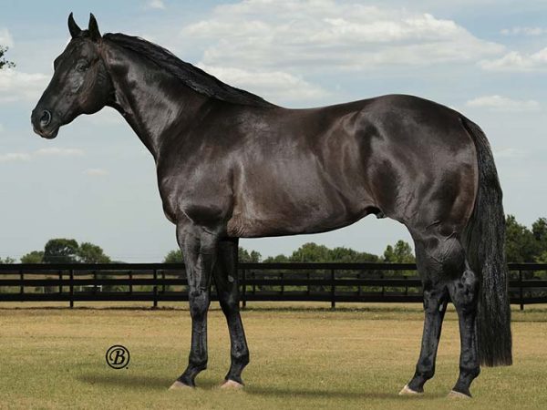 Highpoint Performance Stallions - High Point Performance