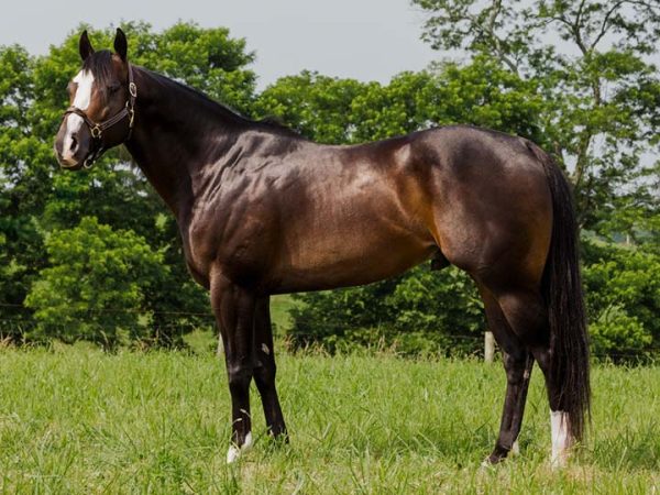Highpoint Performance Stallions - High Point Performance